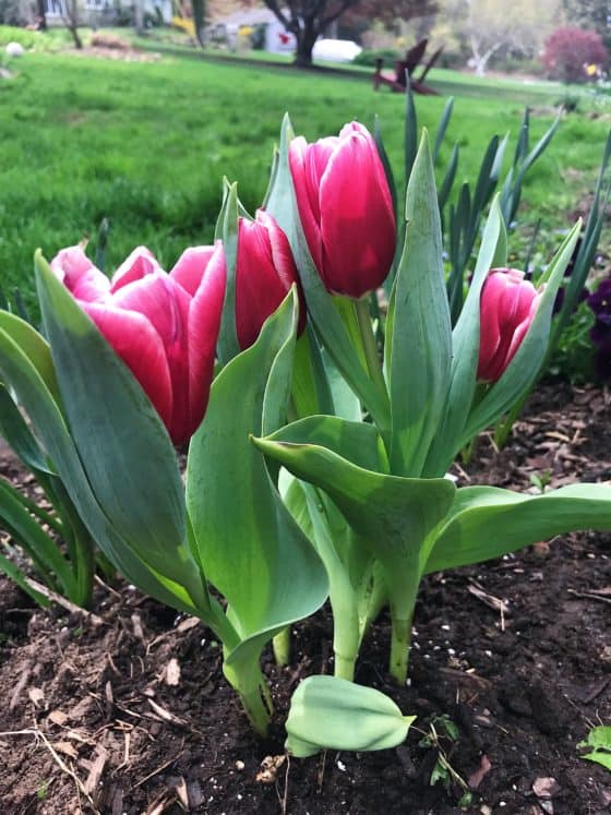 10 Easy-Care Bulbs and Early Spring Blooming Perennials - Stacy Ling