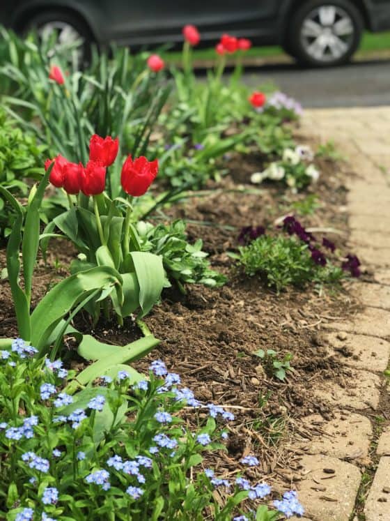 10 Easy-Care Bulbs and Early Spring Blooming Perennials - Stacy Ling