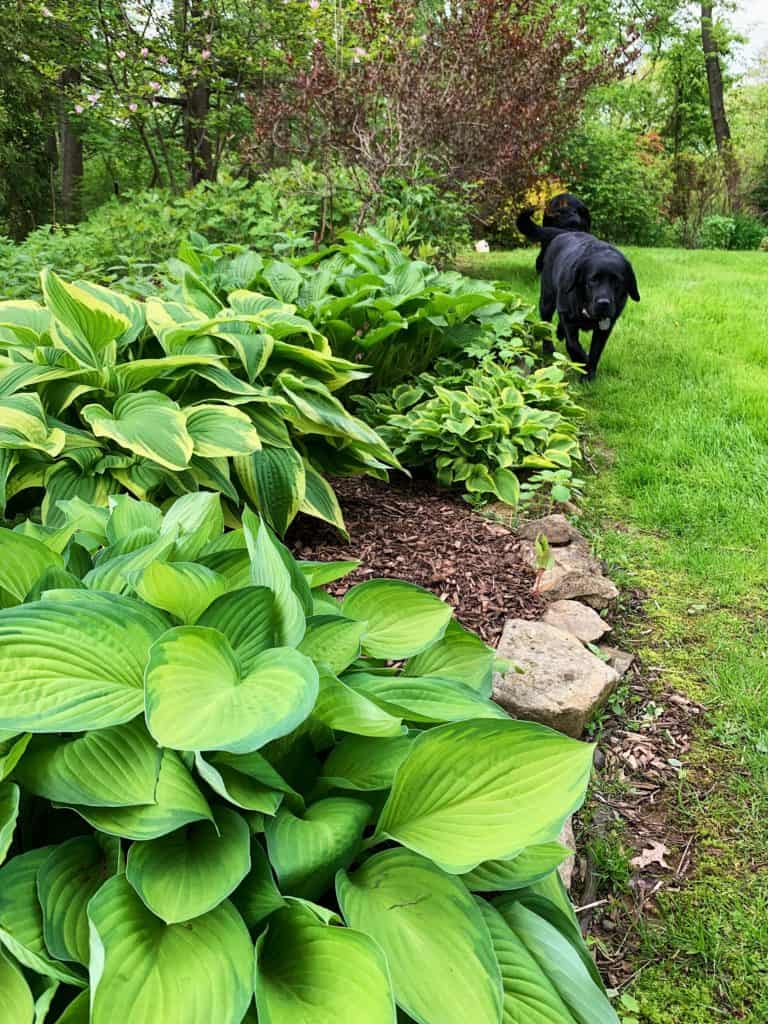 Garden Design Ideas - How to Plant for the Spring to Summer Transition ...