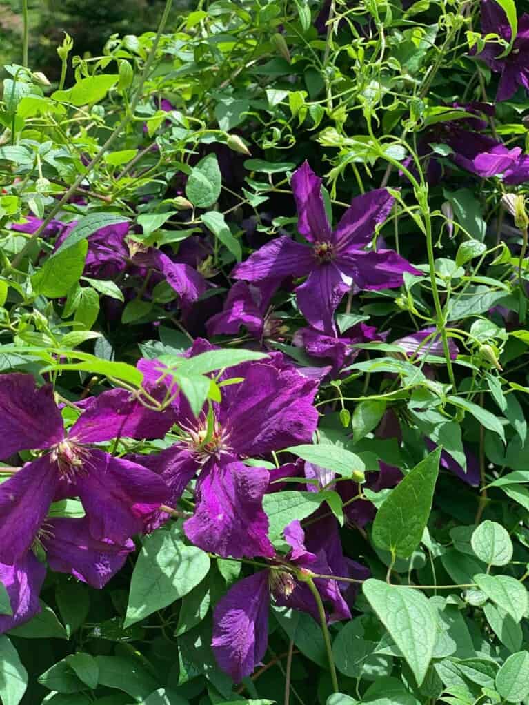 Growing Clematis Vine: Climbing Beauty For Your Cottage Garden | Bricks ...