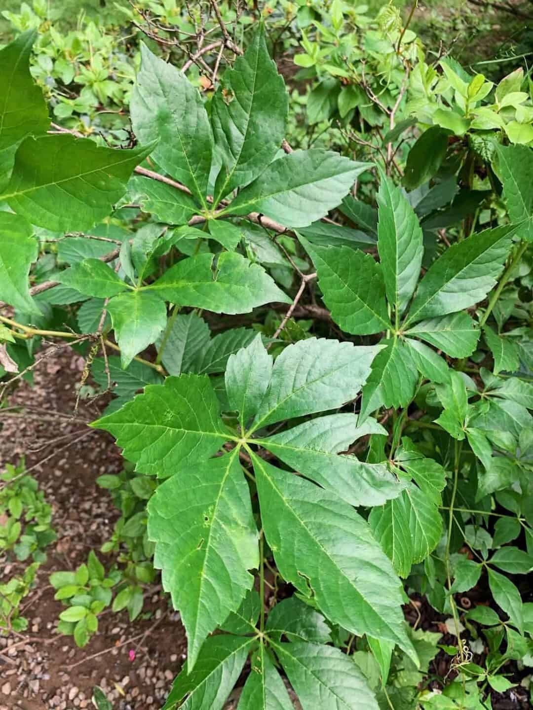 Leaves of Three, Let it Be: Your Ultimate Poison Ivy Survival Guide ...