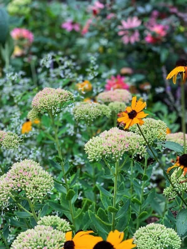 5 Quick Ways to Prepare for Fall Gardening Season - Stacy Ling