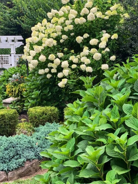 The Secret to Keeping Fresh Cut Hydrangeas from Drooping - Stacy Ling