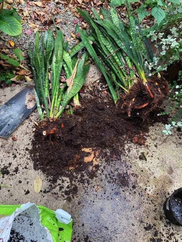 The Ultimate Guide to Snake Plant Care (Sansevieria) - Stacy Ling
