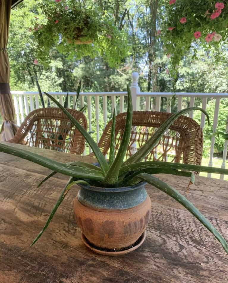 How to Propagate Aloe Plants - Bricks 'n Blooms with Stacy Ling