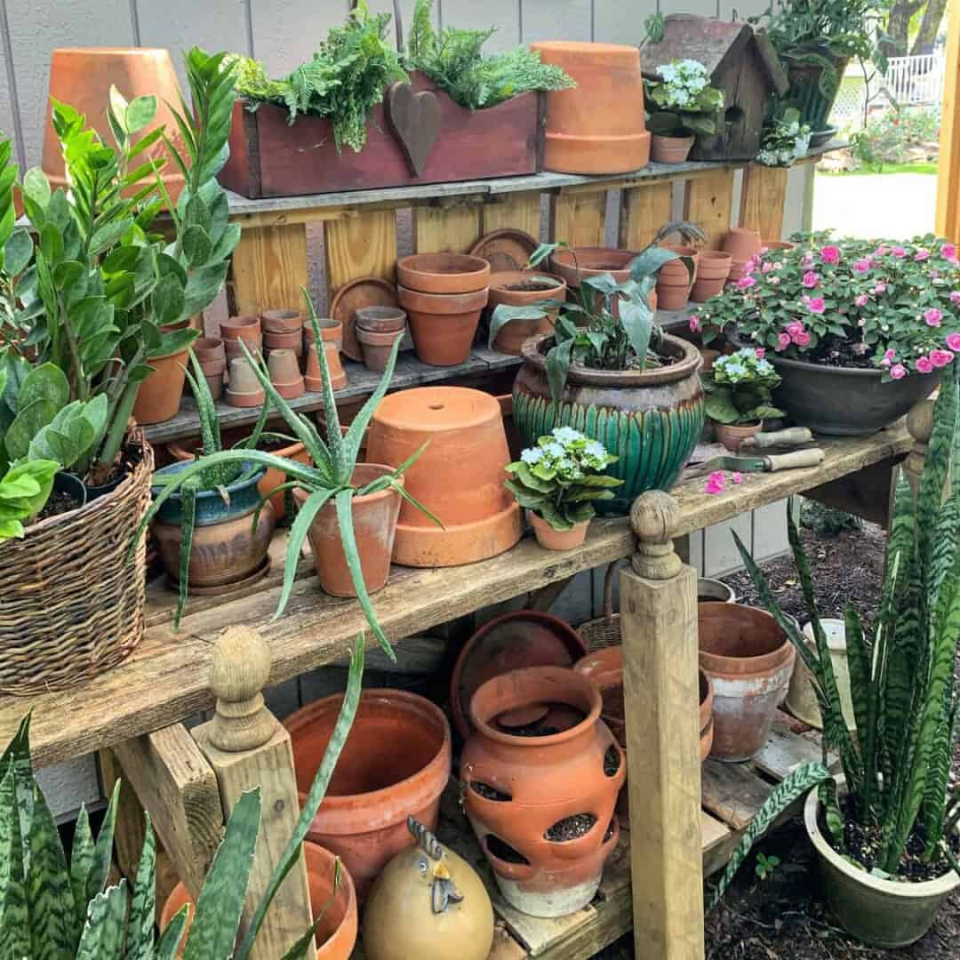 Aloe Vera Plant Care: Everything You Need to Know for a Thriving ...