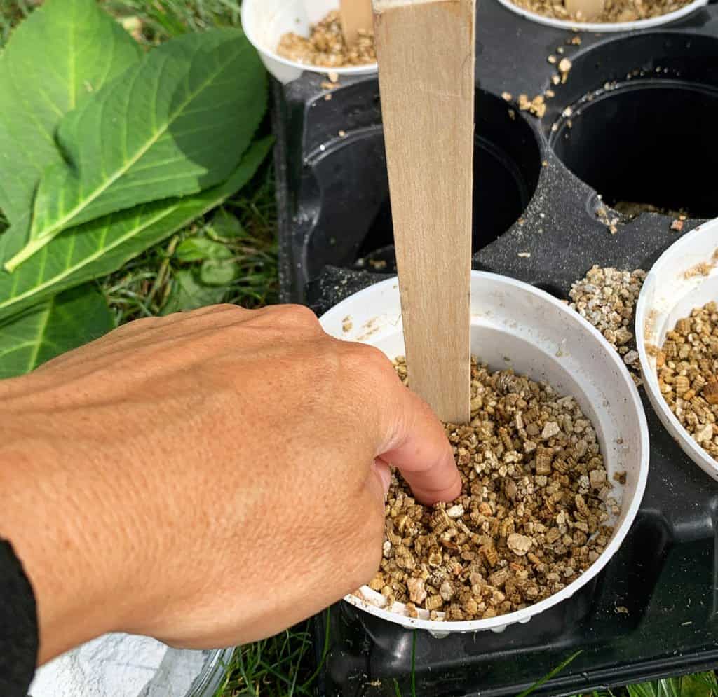 How to Propagate Hydrangeas: Step-by-Step Methods for Beginners ...