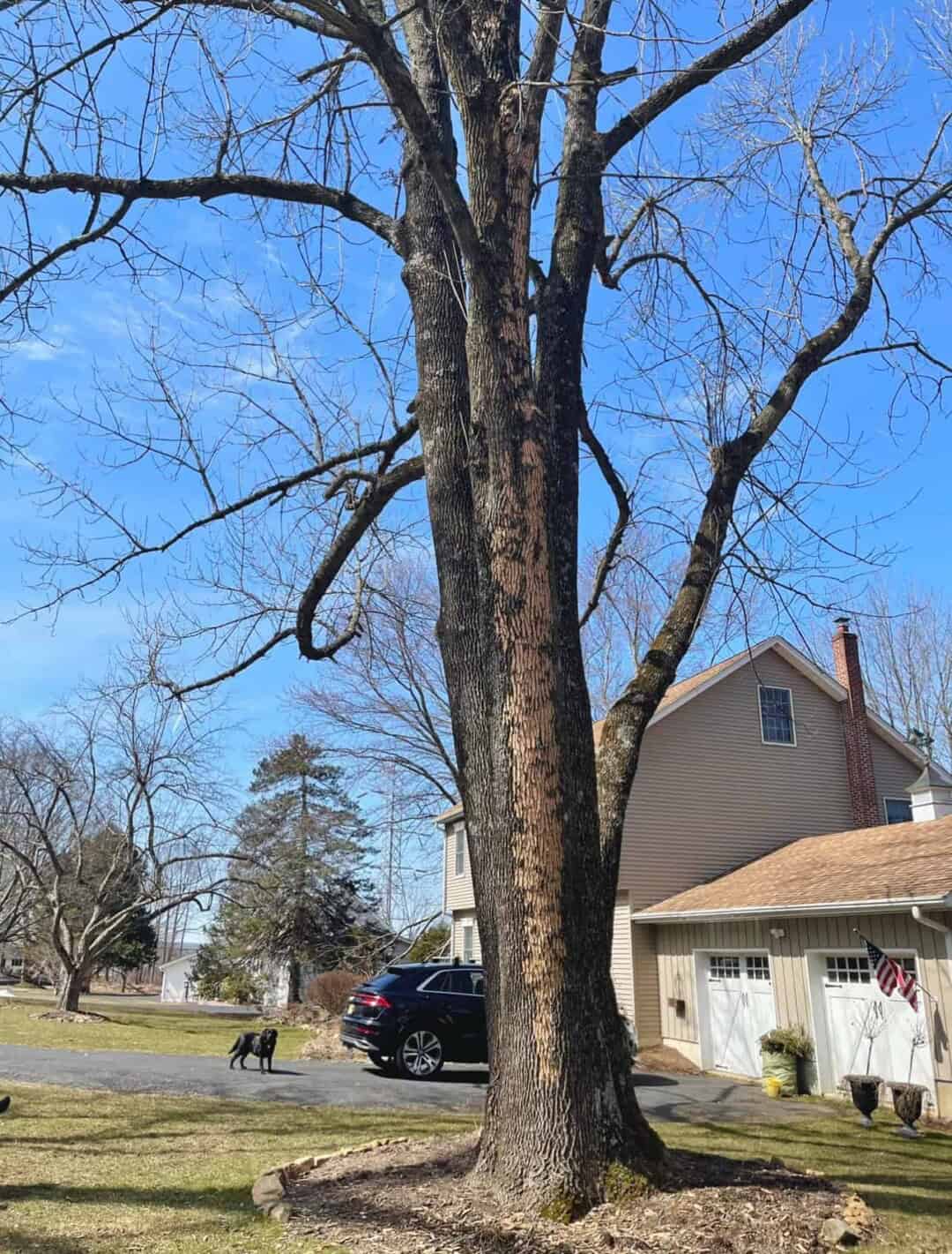 Saving Our Ash Trees: Combating the Emerald Ash Borer's Destructive ...