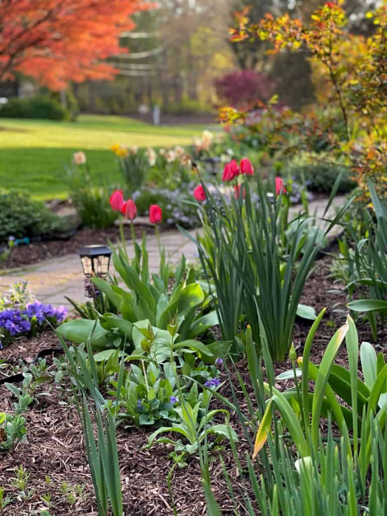 10 Easy-Care Bulbs and Early Spring Blooming Perennials - Stacy Ling