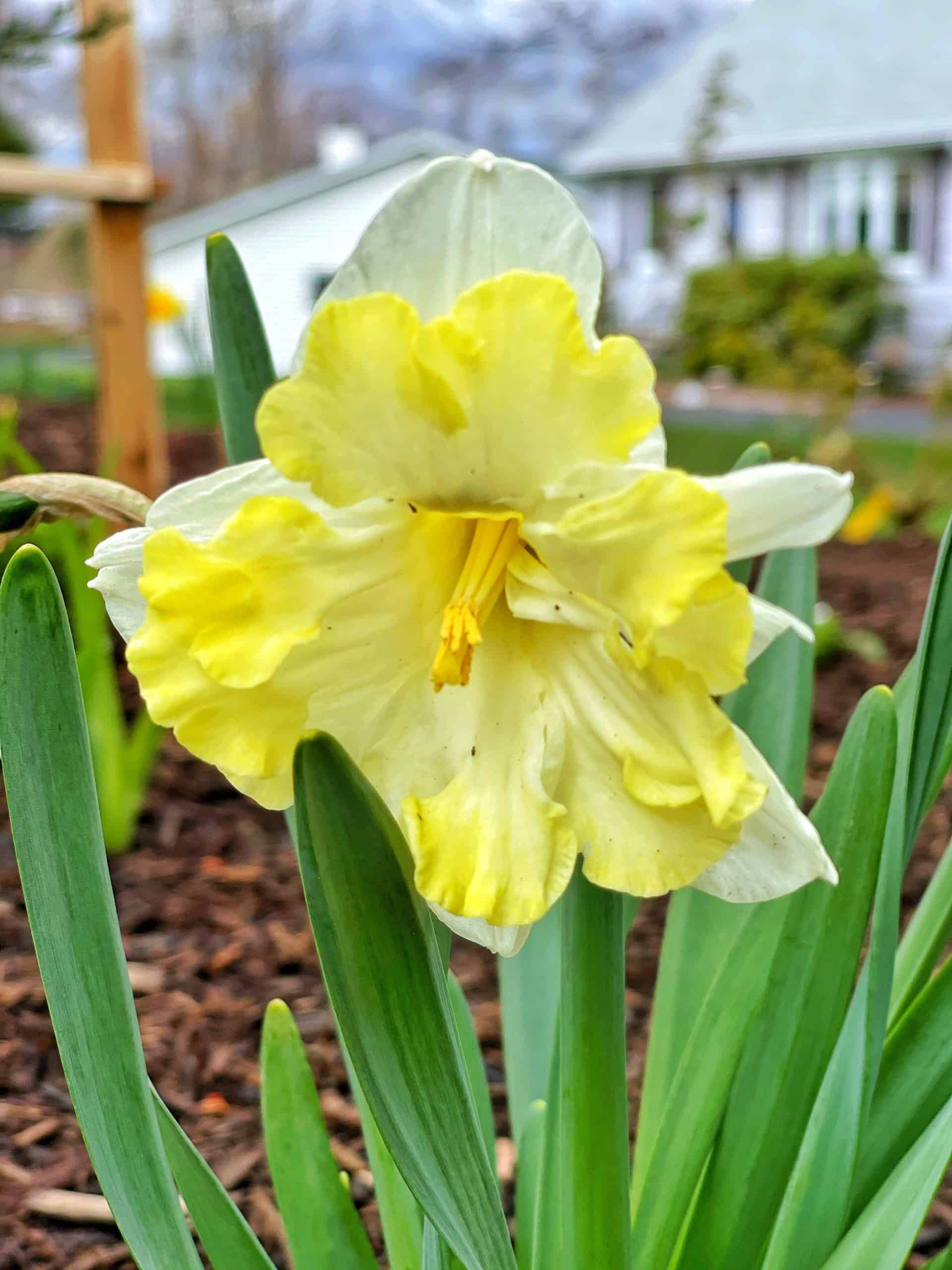 My Early Spring in the Garden Tour - Bricks 'n Blooms with Stacy Ling