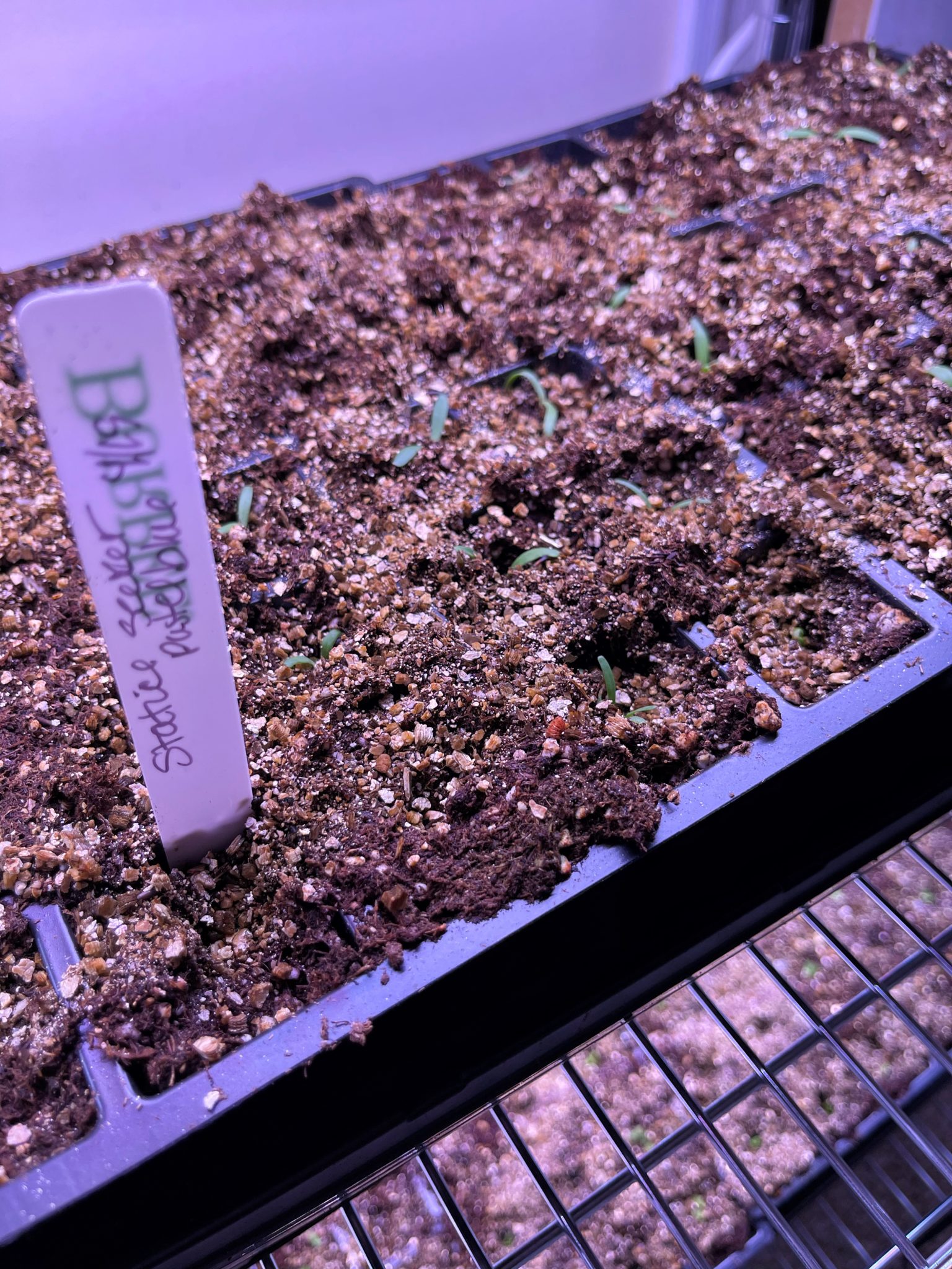 How to Create a DIY Seed Starting System | Stacy Ling