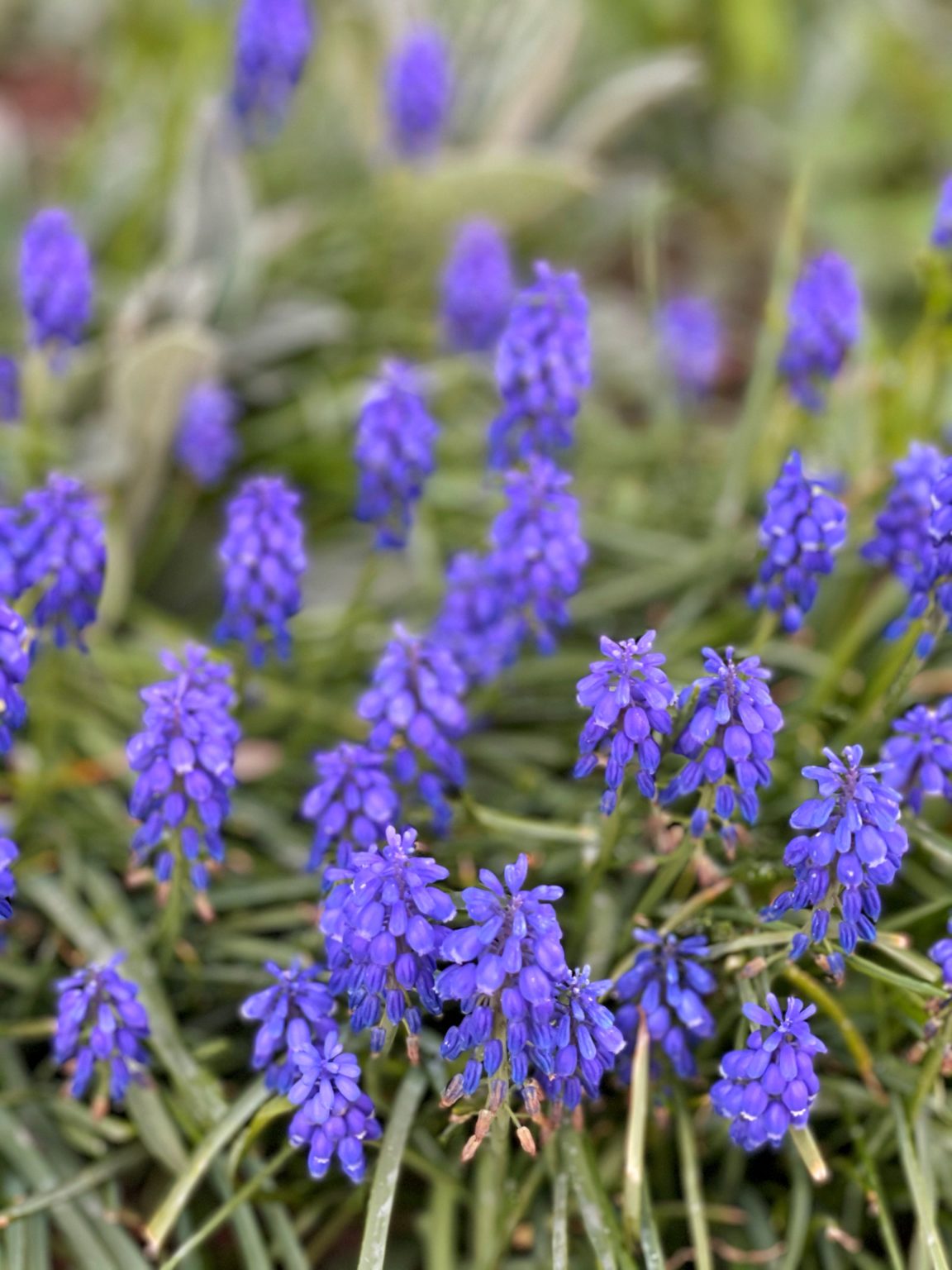 The Best Blue Flowers for Every Corner of Your Garden - Stacy Ling