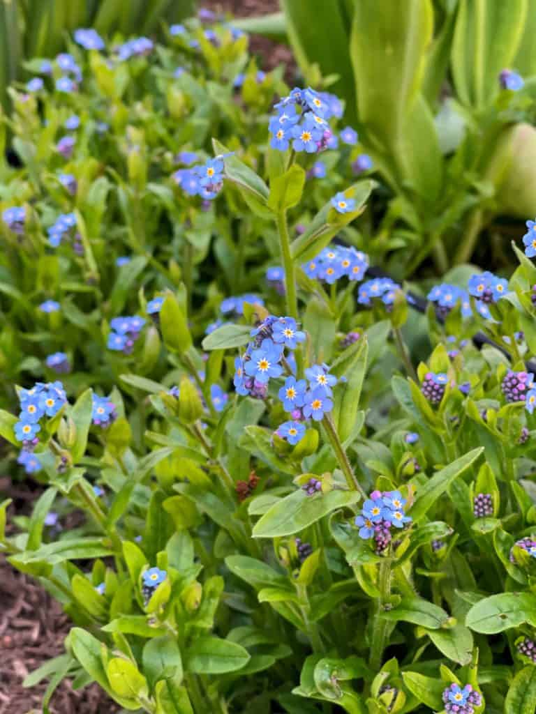The Best Blue Flowers for Every Corner of Your Garden - Stacy Ling
