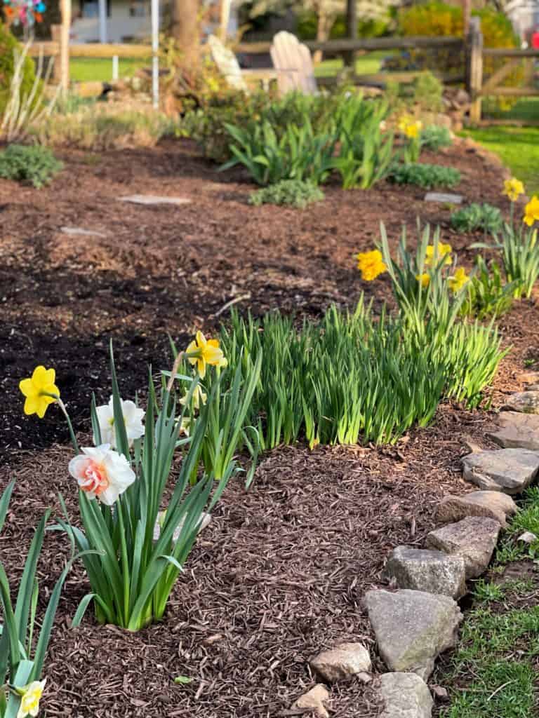 10 Spring Flowers That Will Brighten Your Day (and Your Yard!) - Stacy Ling