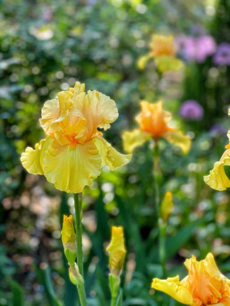 Bearded Iris Care: Your Guide to Growing, Blooming, and Beyond - Bricks ...