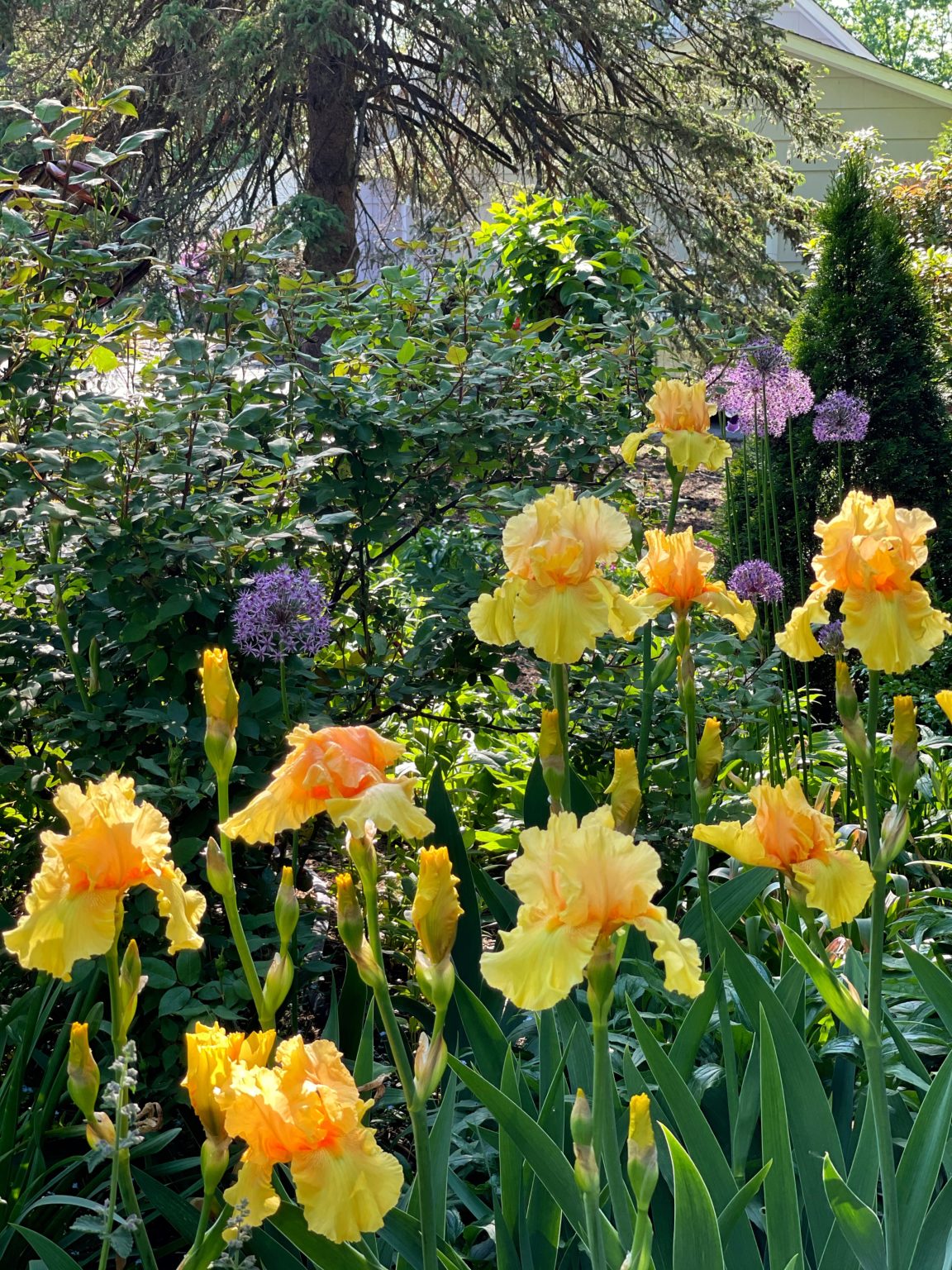 Bearded Iris Care: Your Guide to Growing, Blooming, and Beyond - Bricks ...