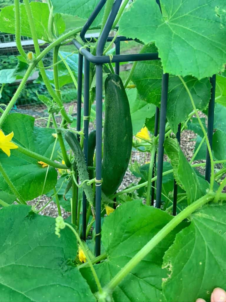 How to Grow Cucumbers: Top Tips For a Bountiful Harvest | Bricks ’n ...