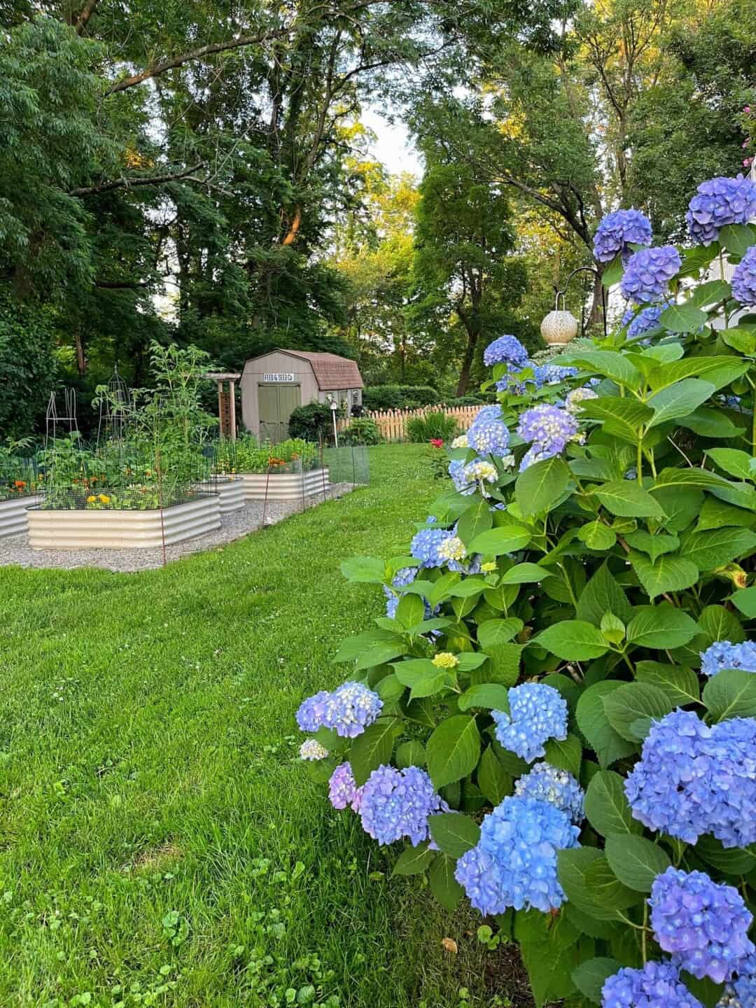 How to Keep Cut Hydrangeas Fresh: The Secrets to Long-Lasting Blooms ...