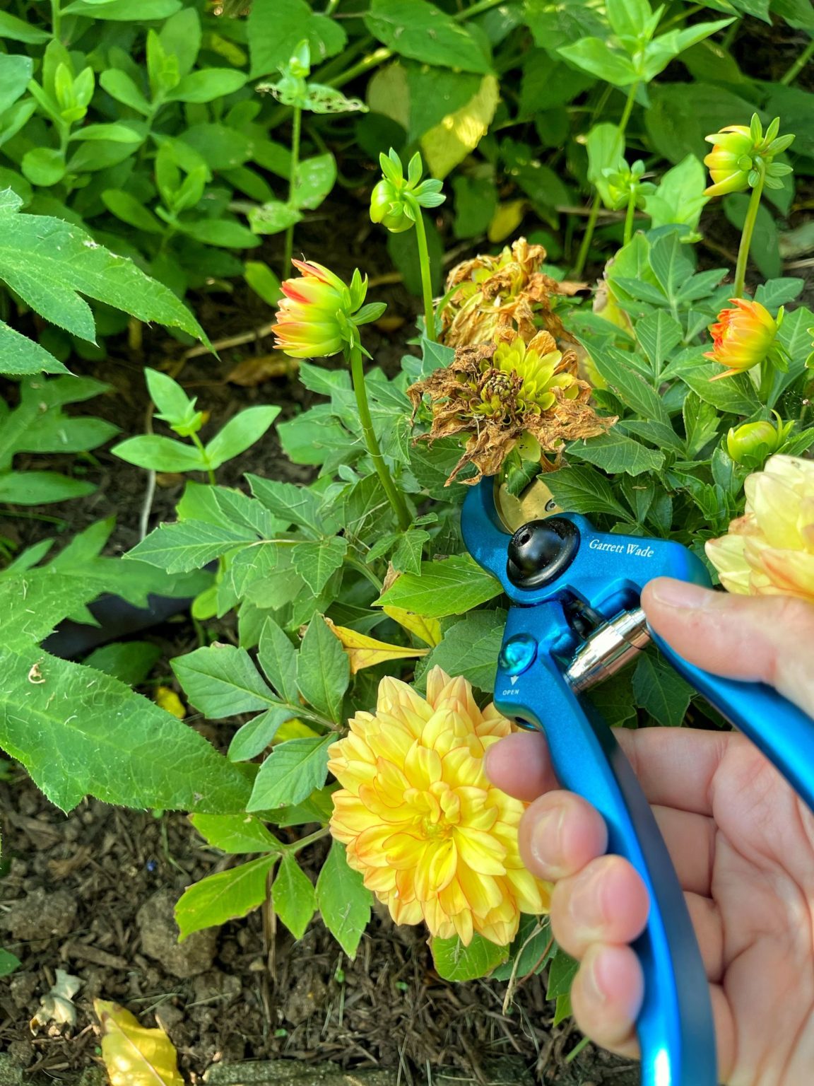 Flower Gardening for Beginners: Everything You Need to Grow Your First ...