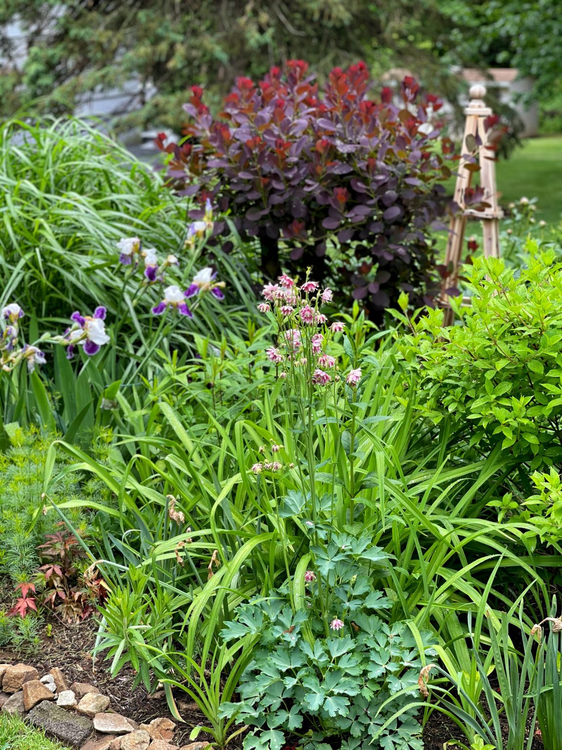 Bearded Iris Care: Your Guide to Growing, Blooming, and Beyond - Bricks ...