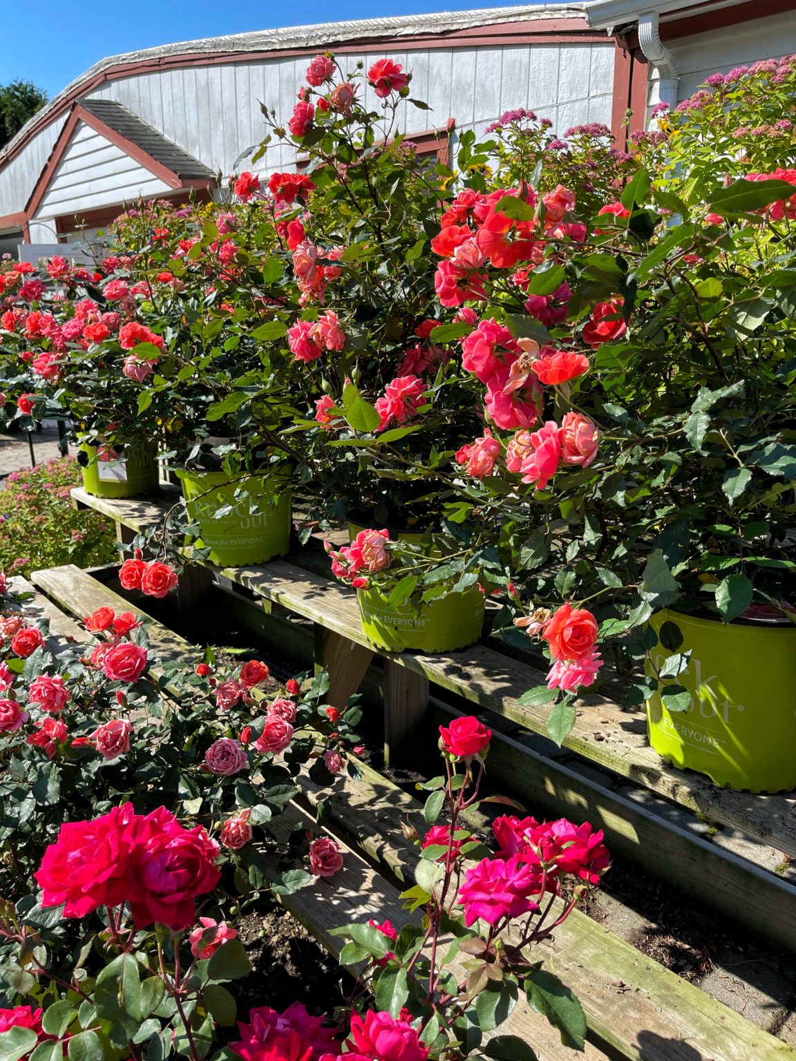 Roses Care for Beginners: A Foolproof Guide to Choosing, Planting, and ...