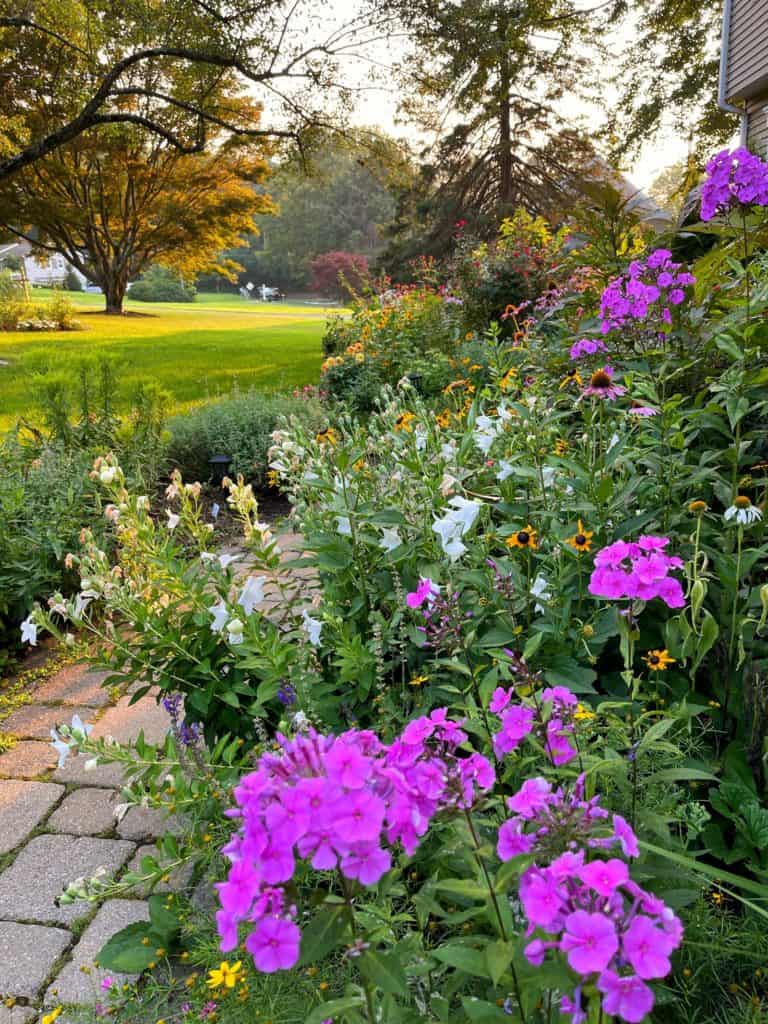 Dividing Perennials 101: Everything You Need to Know For a Thriving ...