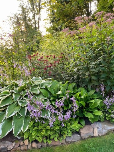 Hosta Care Made Easy: A Complete Guide to Growing Hostas in Shade ...