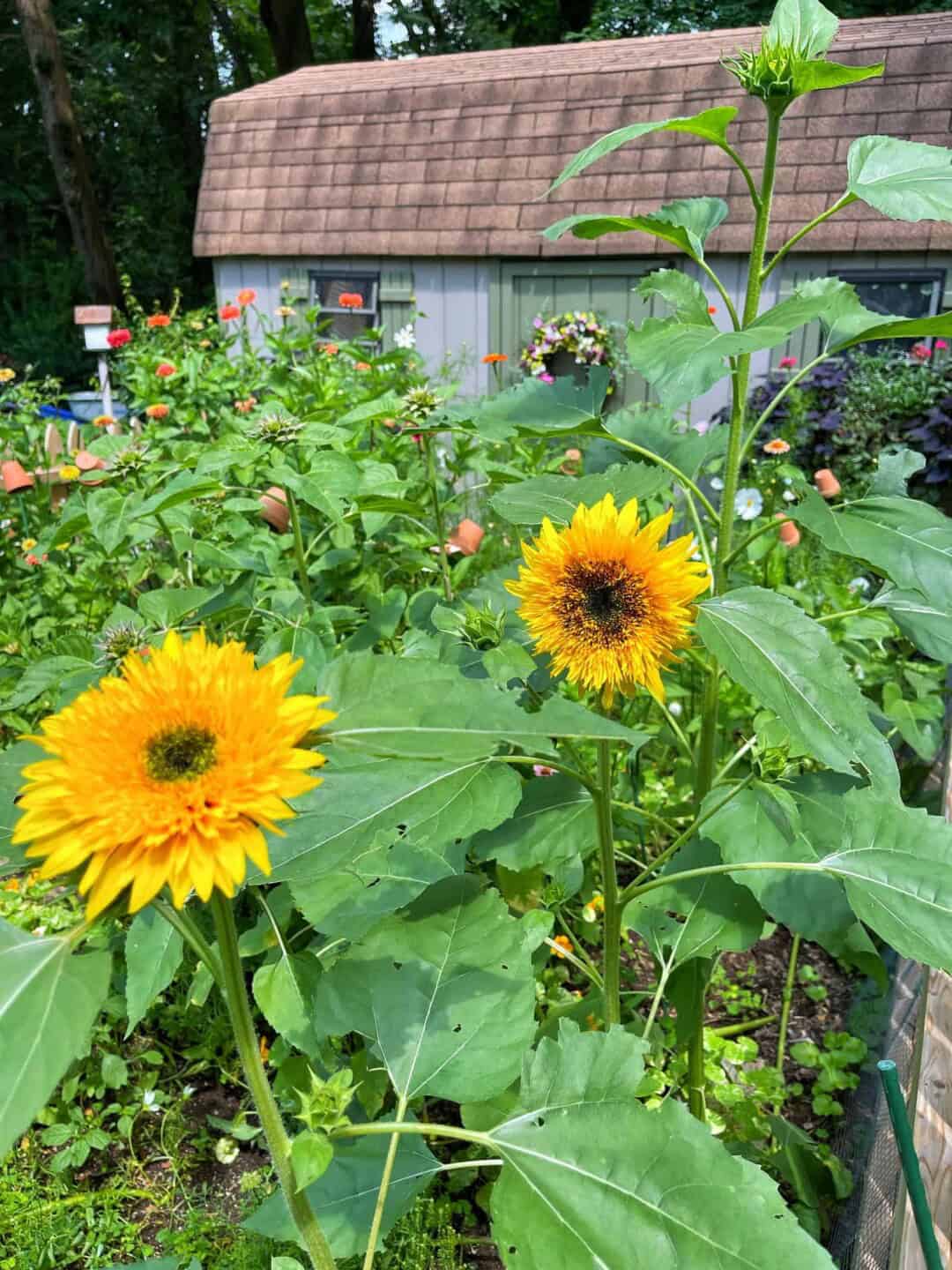 Growing Sunflowers From Seed in Your Flower Garden | Bricks ’n Blooms ...