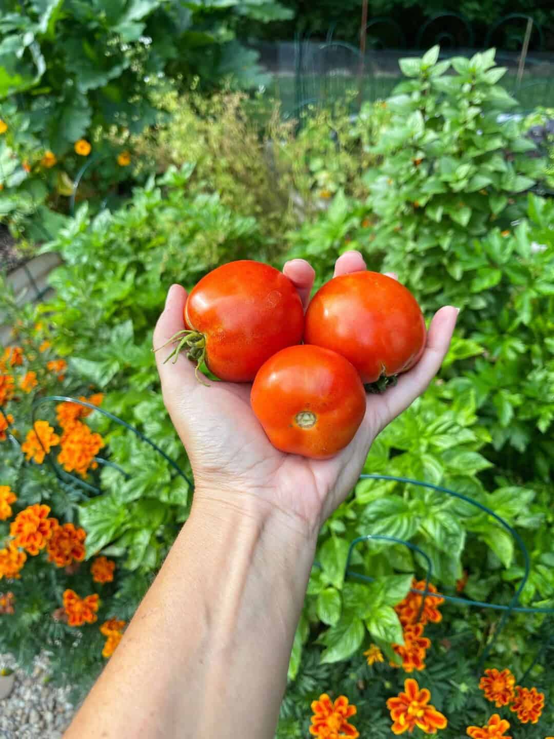 Vegetable Garden for Beginners: A Simple Guide | Bricks ’n Blooms with ...