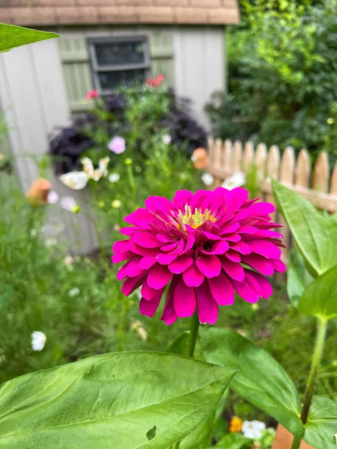 How to Grow Zinnia Flowers in Your Cutting Garden - Bricks ’n Blooms ...