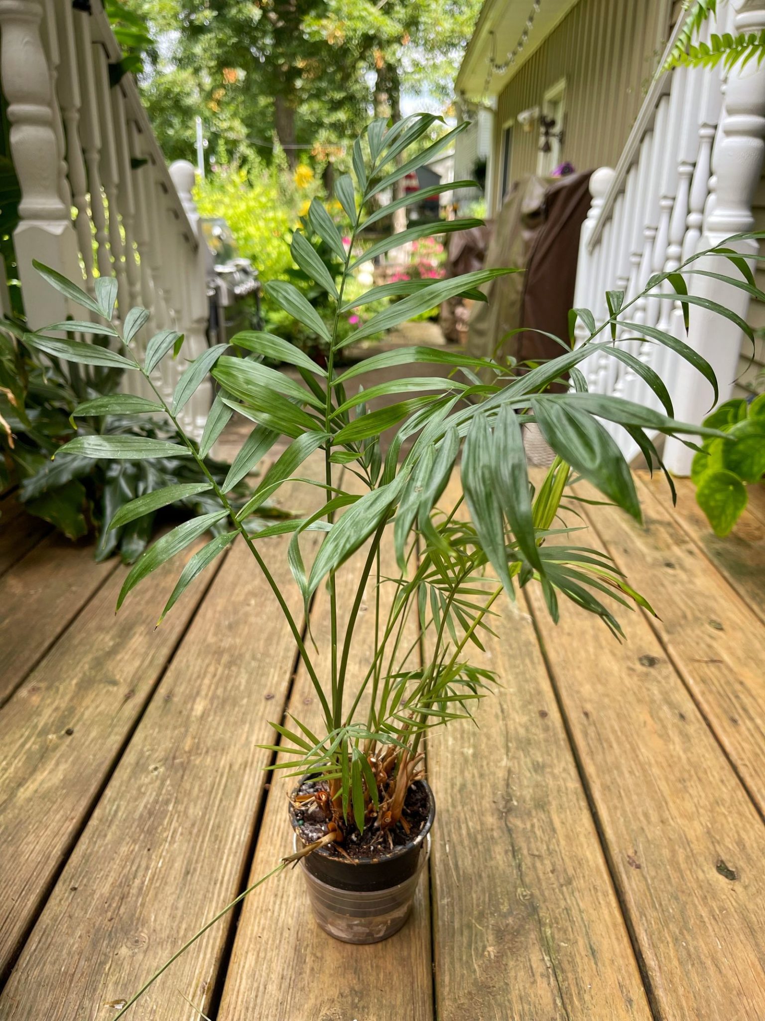 How to Revive Houseplants in 11 Easy Steps - Bricks ’n Blooms with ...