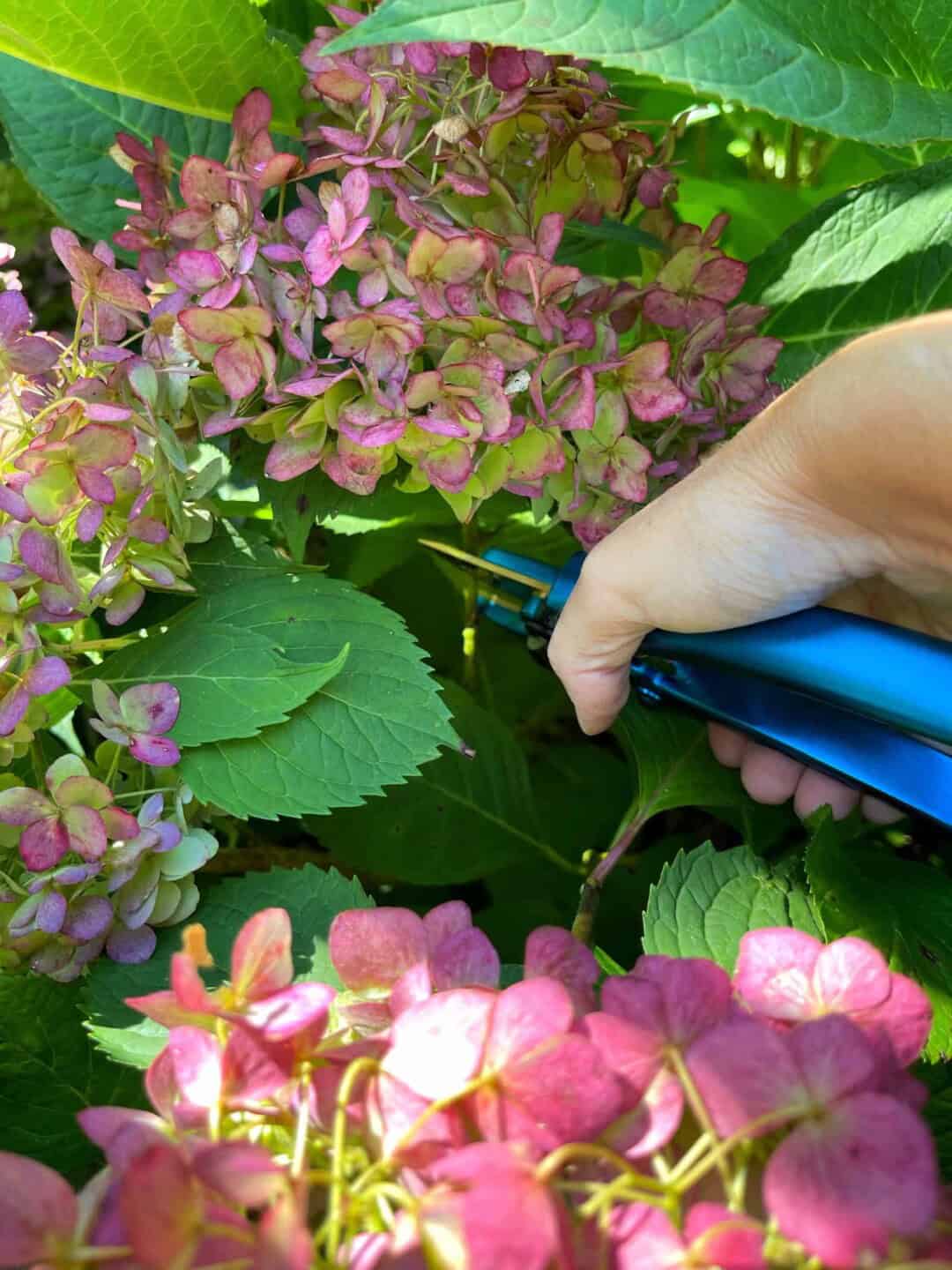 Hydrangea Not Blooming? 7 Reasons Why (And How to Fix It) | Bricks ’n ...
