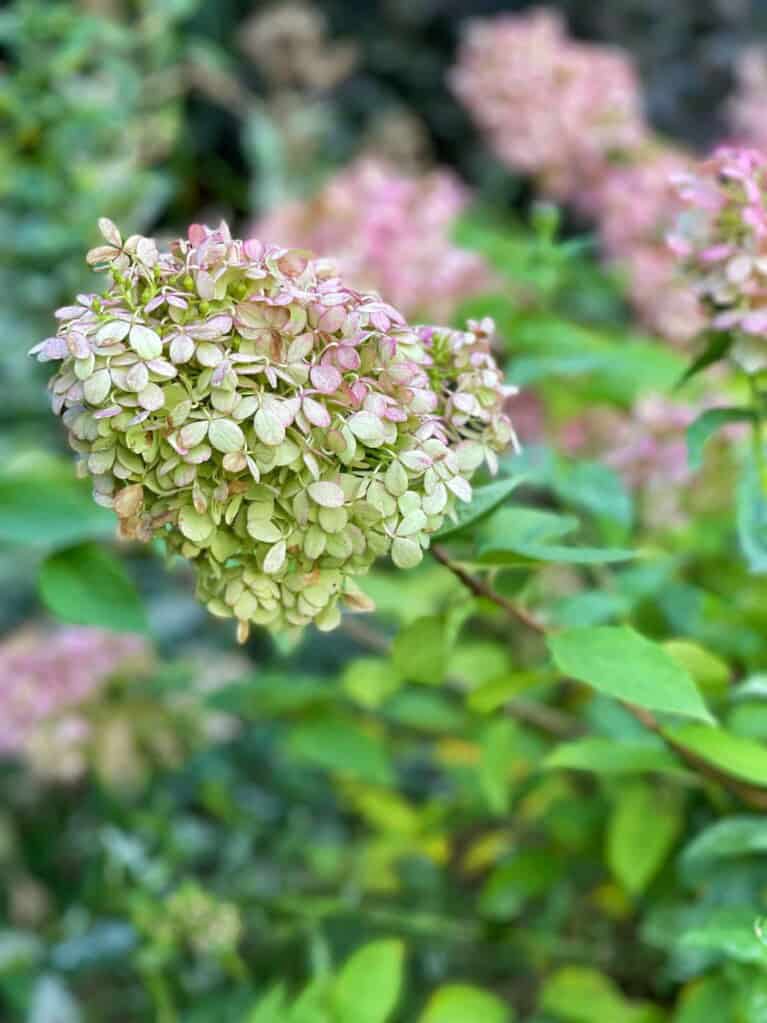 10 Late Summer Blooming Flowers That Grow Into Fall | Stacy Ling
