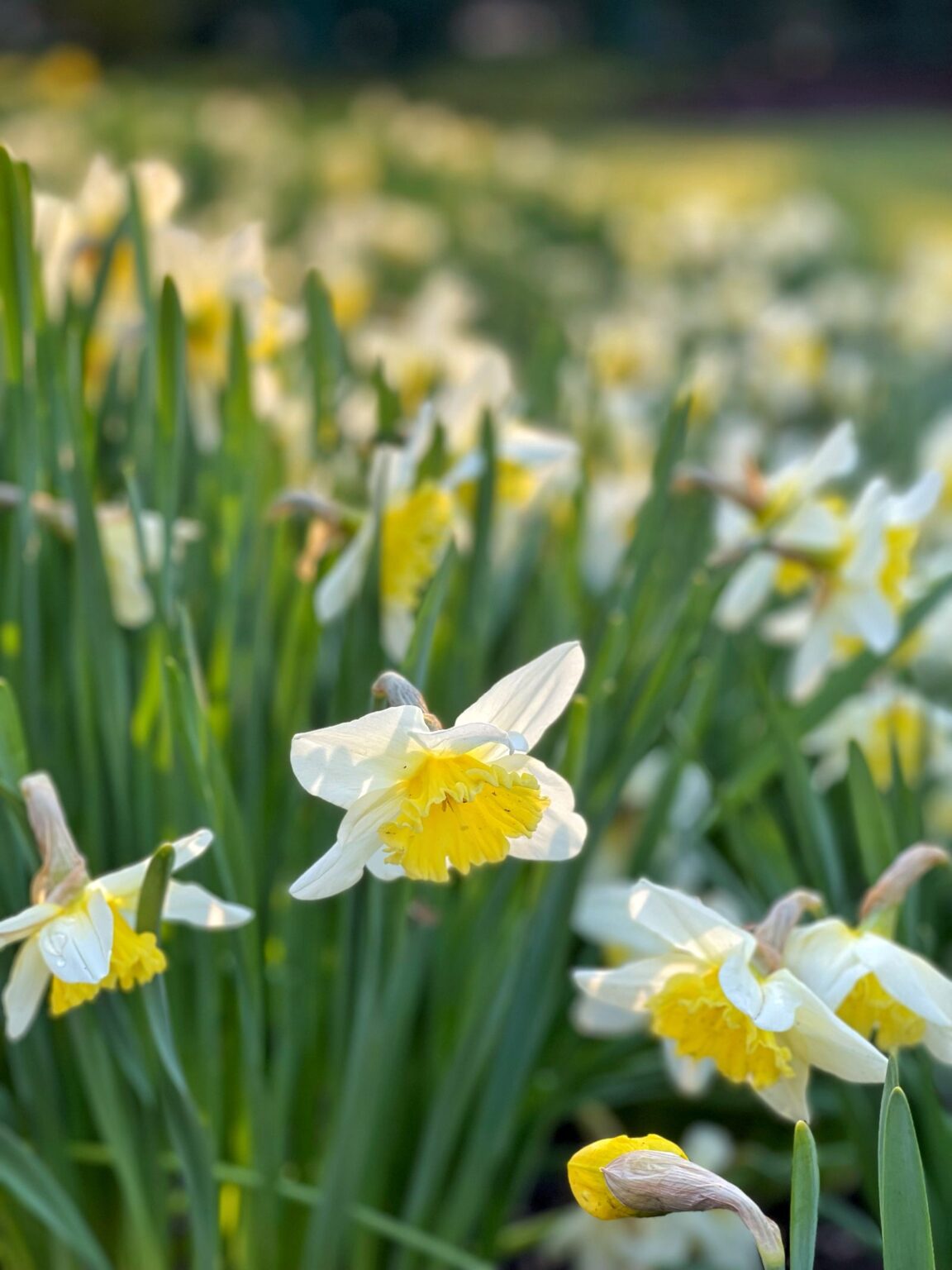 Daffodil Bulbs Not Flowering? Here's Why | Stacy Ling