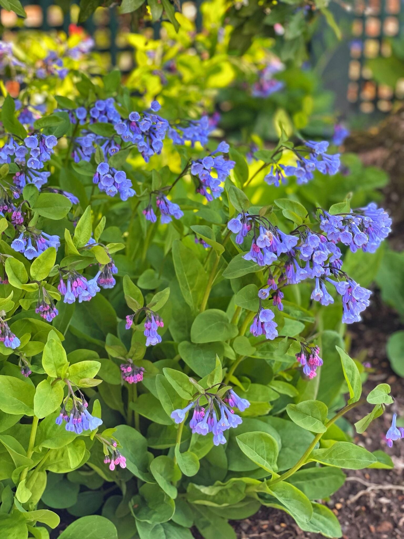 Best Early Spring Perennials for First Color in Your Garden | Bricks ’n ...