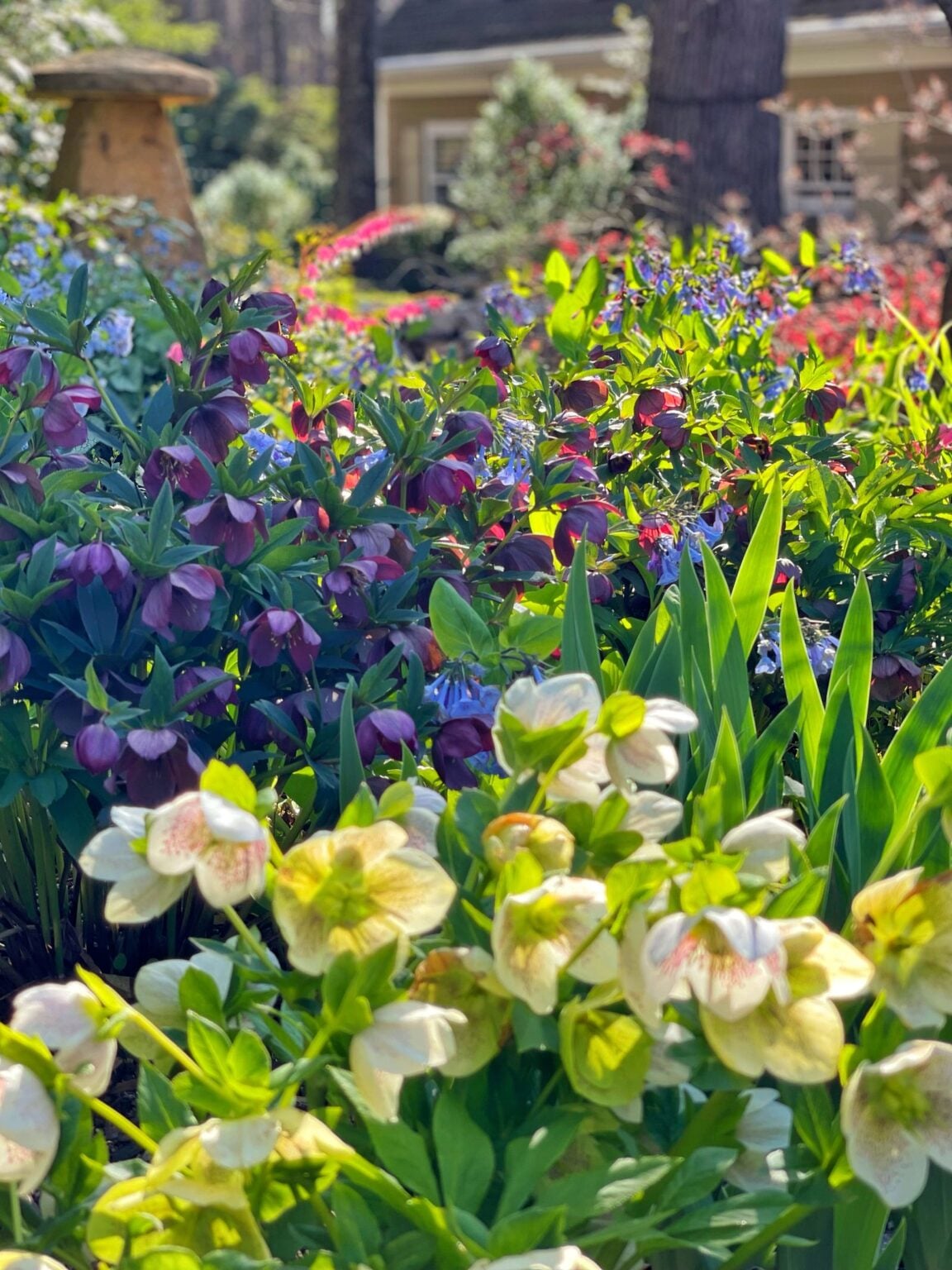 How I Design a Layered Shade Garden Around Hellebores (Zone 6) | Bricks ...