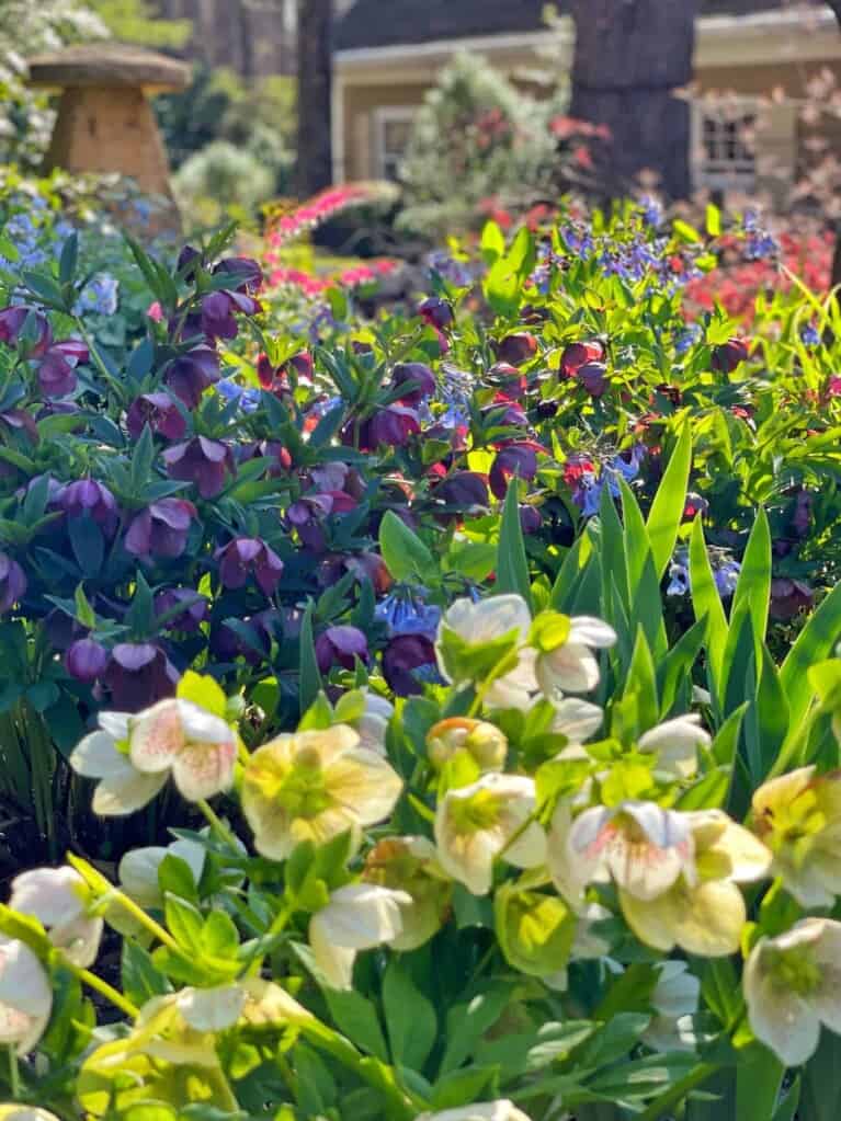 Best Early Spring Perennials for First Color in Your Garden | Bricks ’n ...