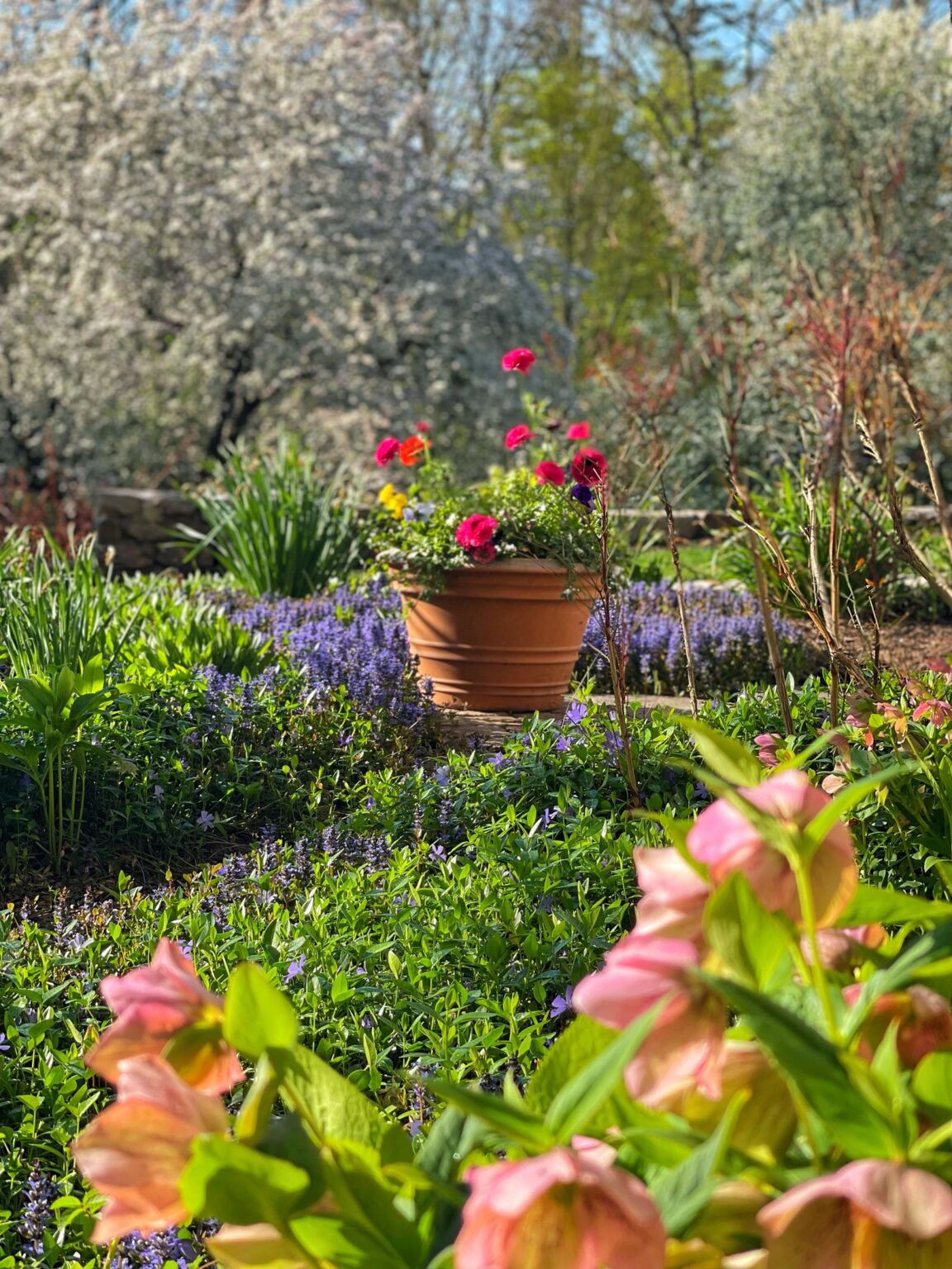 The Best Early Spring Flowers for a Gorgeous Garden Display | Bricks ’n ...