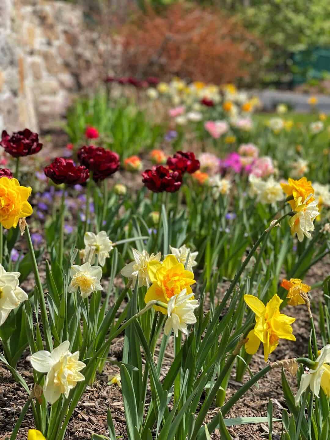 The Best Early Spring Flowers for a Gorgeous Garden Display - Bricks ’n ...