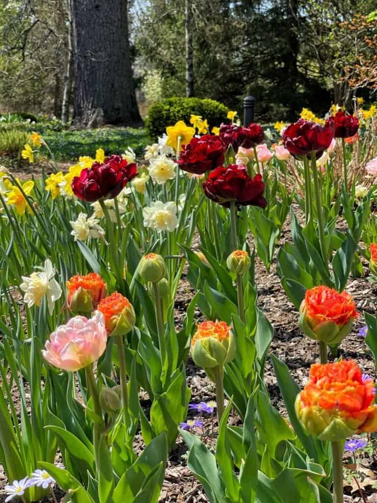 The Best Early Spring Flowers for a Gorgeous Garden Display - Bricks 'n ...