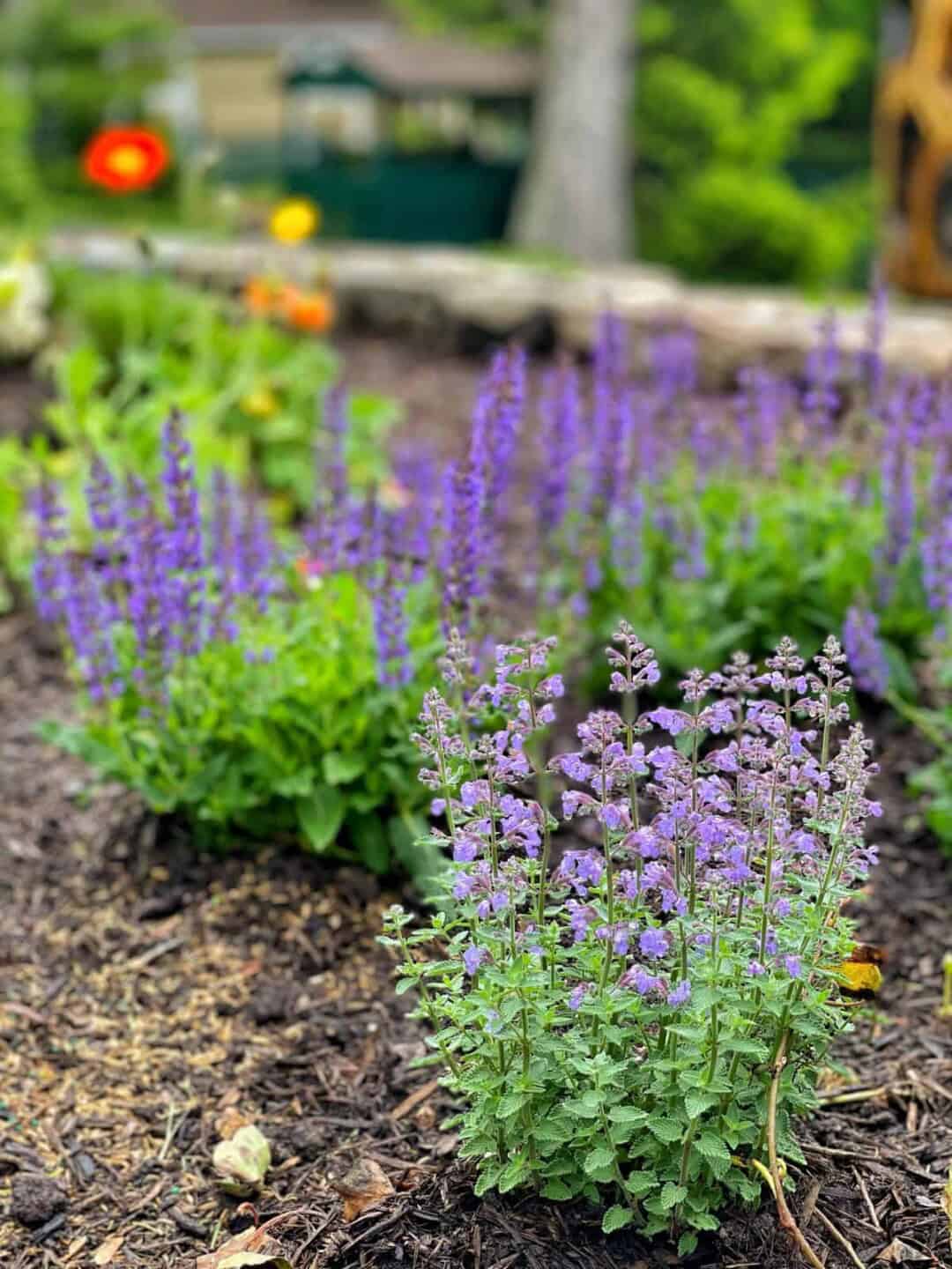 Growing Salvia Plant for a Low-Maintenance Cottage Garden | Bricks ’n ...