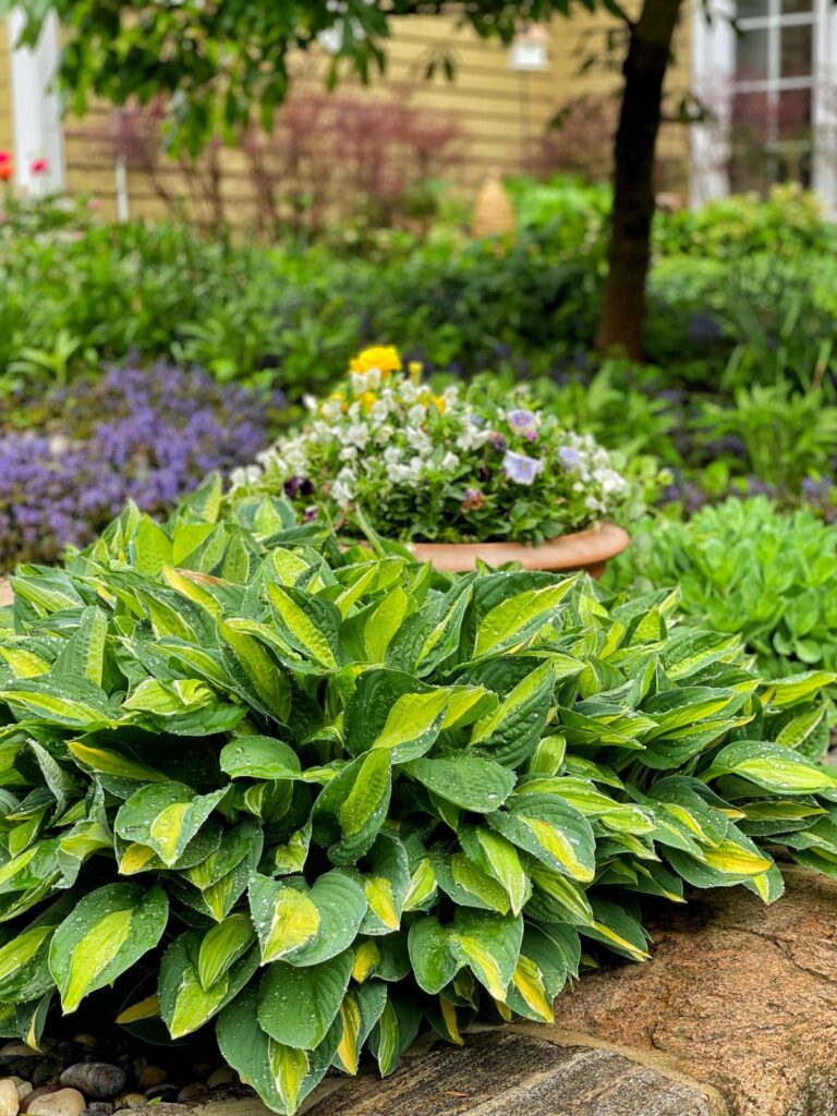 Hassle-Free Hosta Care for an Effortless Shade Garden - Bricks 'n ...