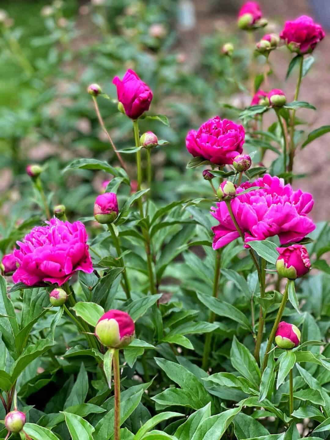 The Ultimate Guide to Growing Peonies (Paeonia Lactiflora) | Bricks ’n ...