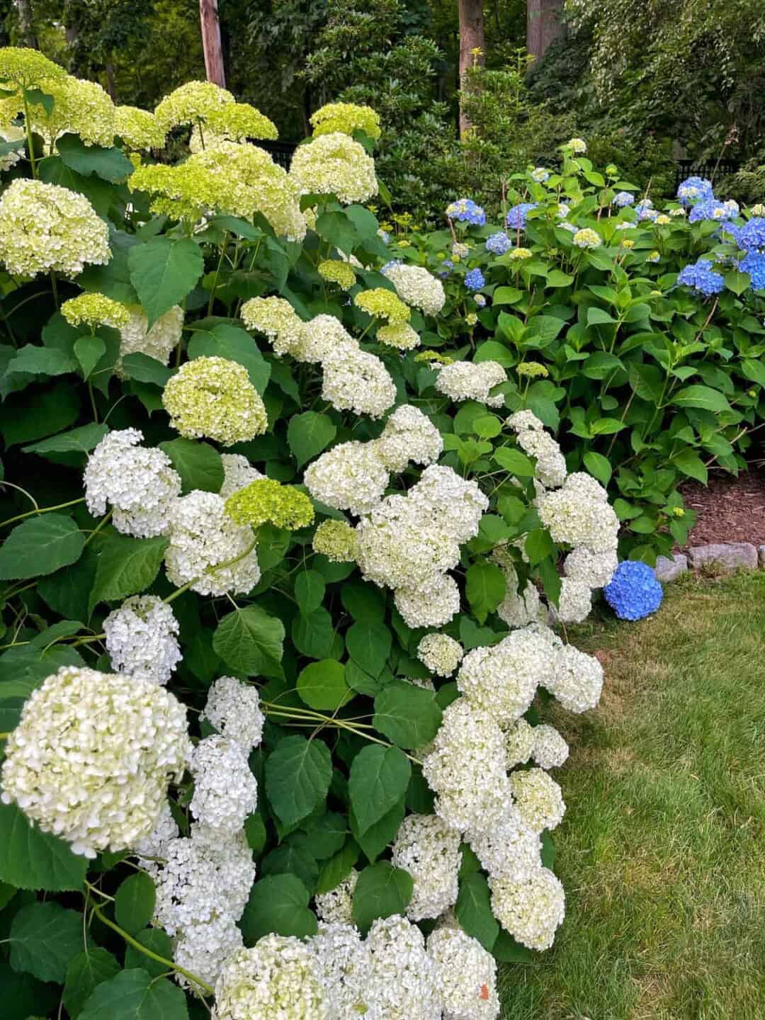 Hydrangea Not Blooming? 7 Reasons Why (And How to Fix It) | Bricks ’n ...