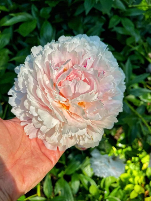 The Ultimate Guide to Growing Peonies (Paeonia Lactiflora) - Bricks ’n ...