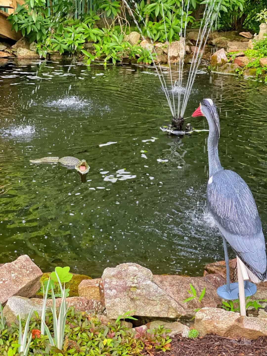How to Protect Your Koi Pond from Herons | Bricks ’n Blooms with Stacy Ling