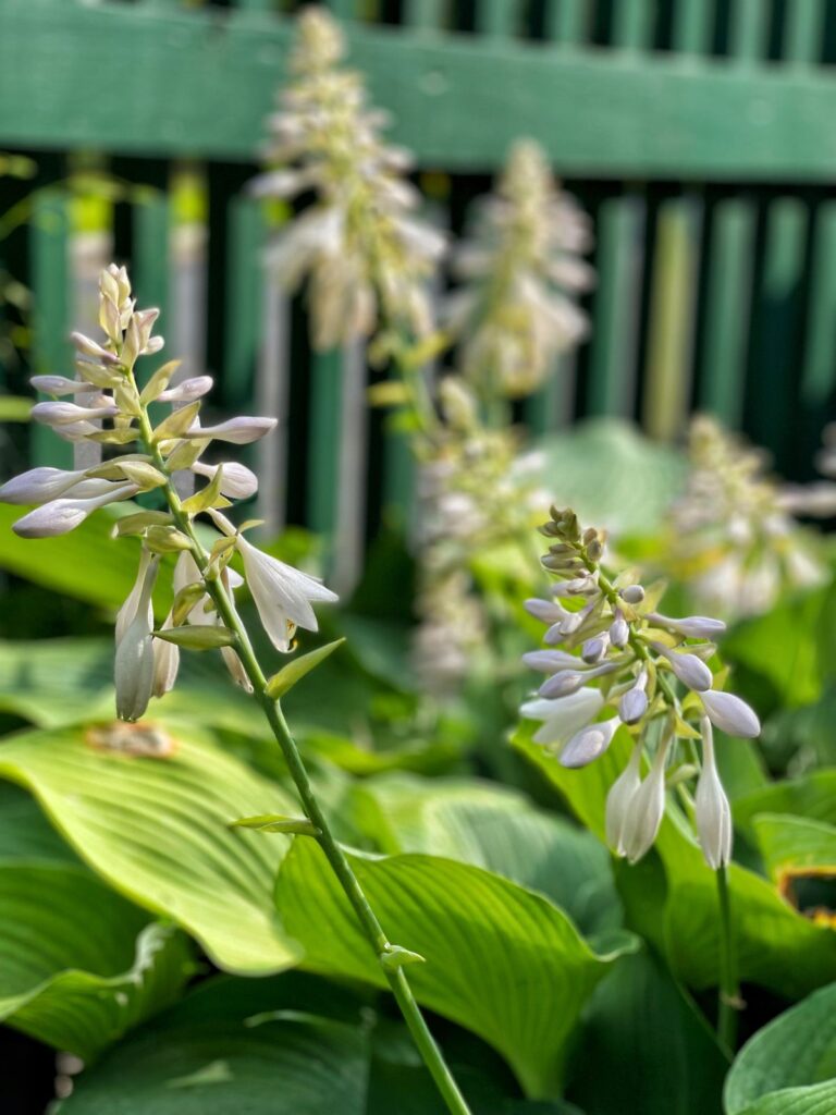 Hassle-Free Hosta Care for an Effortless Shade Garden - Bricks 'n ...