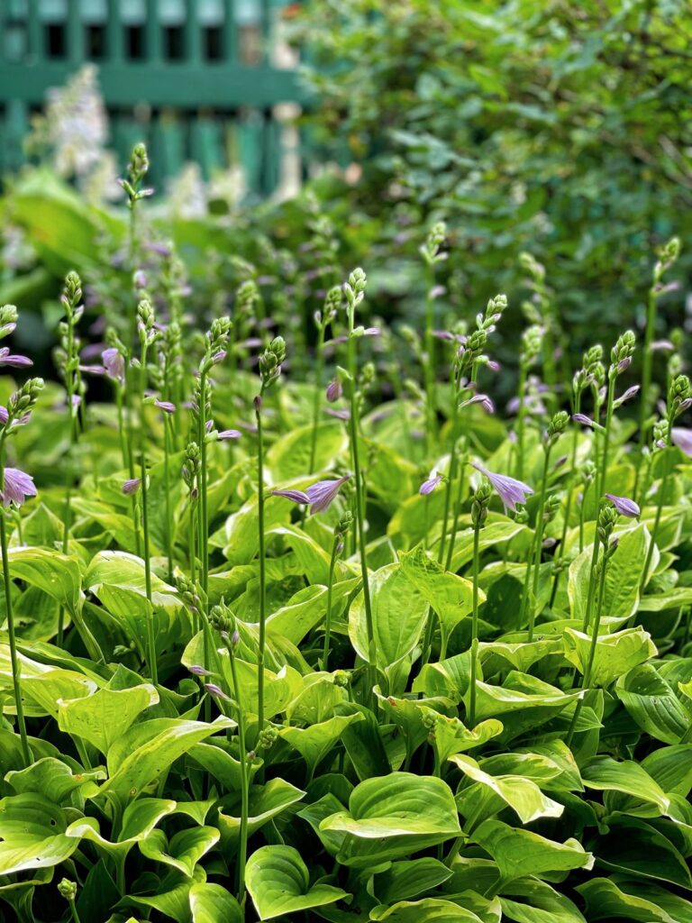 Hosta Care Made Easy: A Complete Guide to Growing Hostas in Shade ...
