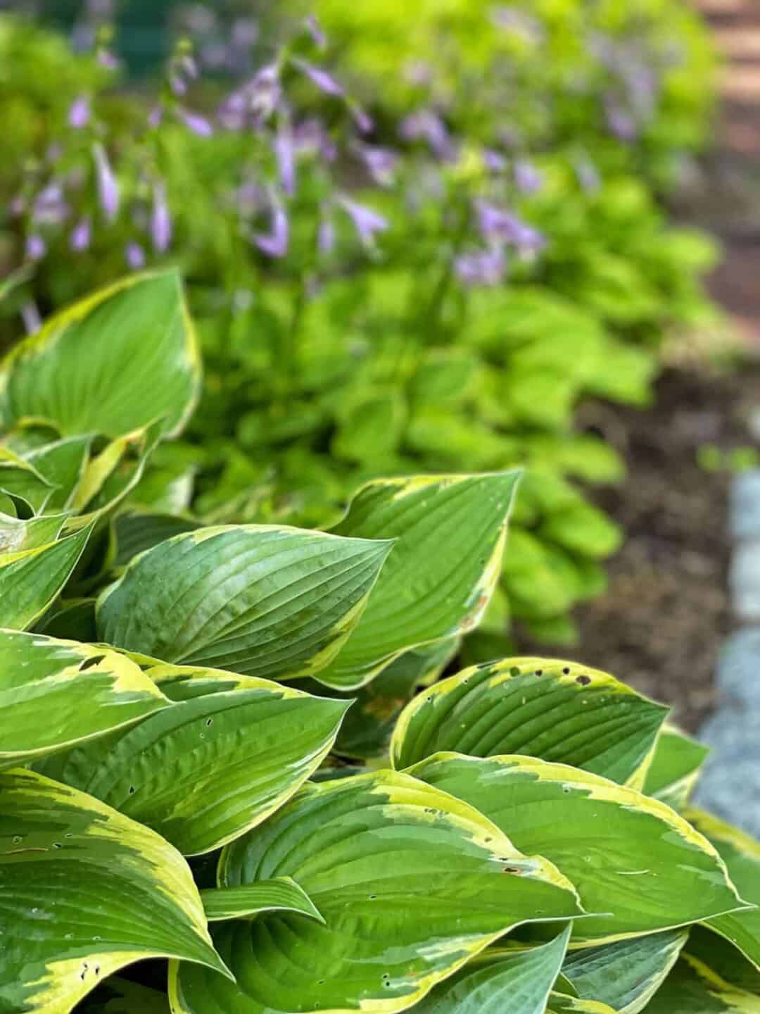 Companion Planting for Hostas (Smart Plant Pairings for Shade Gardens ...
