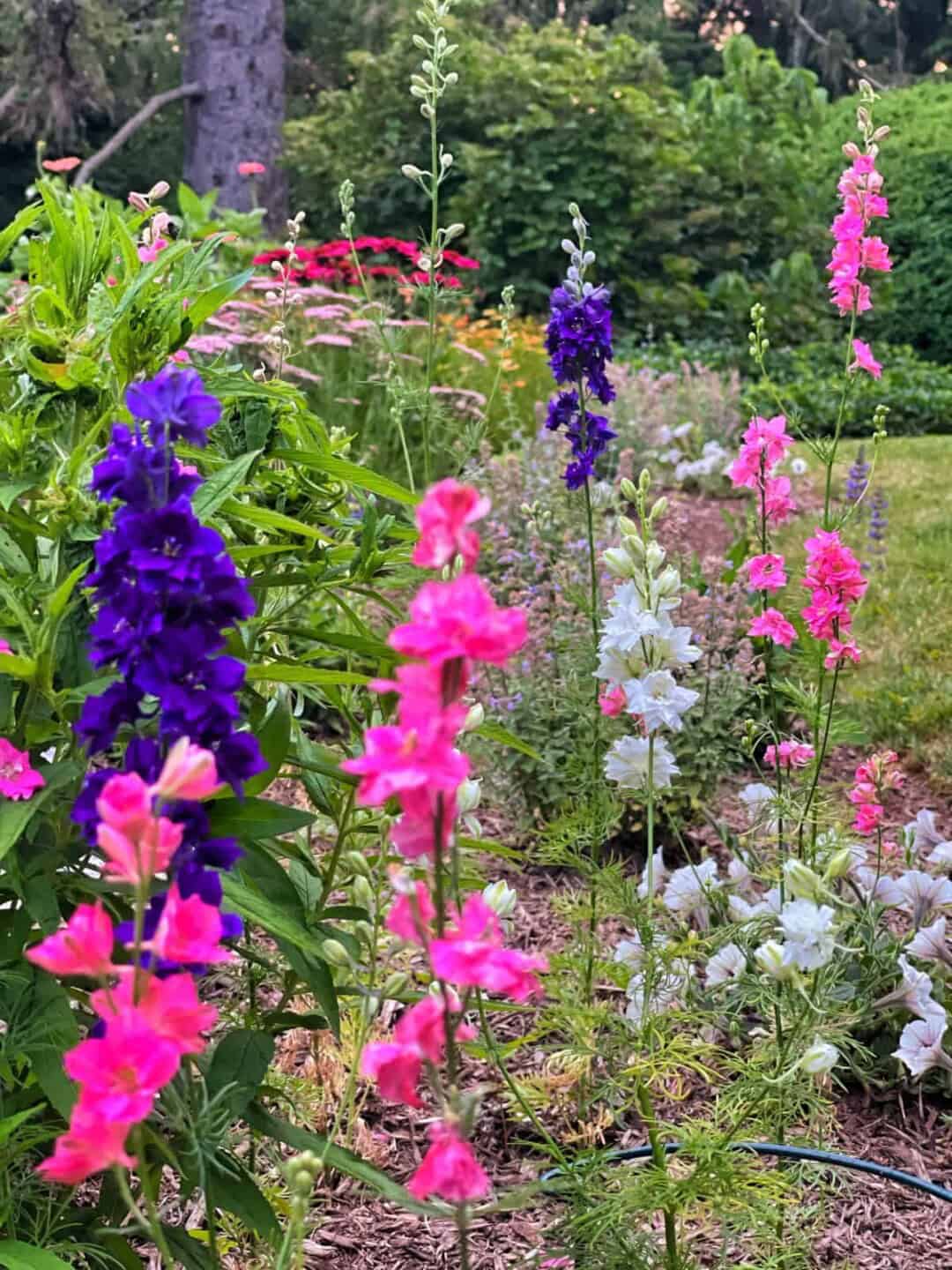 How to Winter Sow Larkspur Seeds for a Stunning Cottage Garden | Bricks ...